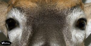 Home - FleshingMachines.com