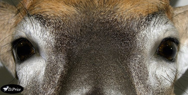 Whitetail Eyes - FleshingMachines.com