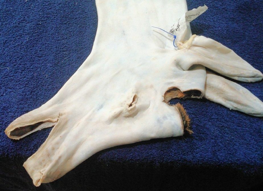 Mastering the Fleshing Machine A-Z Plus - FleshingMachines.com