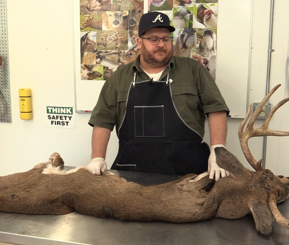 High Quality Whitetail Taxidermy Course - FleshingMachines.com